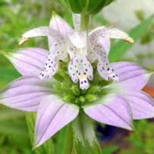 50 Spotted Beebalm Dotted Horsemint Flower Seeds - Etsy