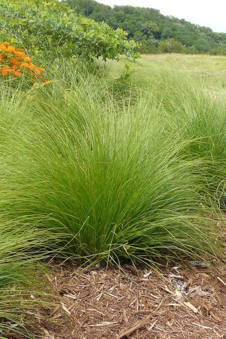 100 Ornamental Dropseed Grass Seeds - Etsy Canada