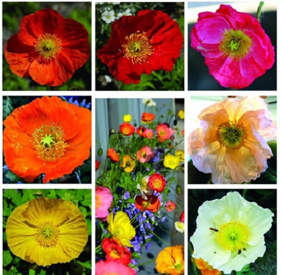 100 Iceland Poppy Mix Colors Flower Seeds - Etsy