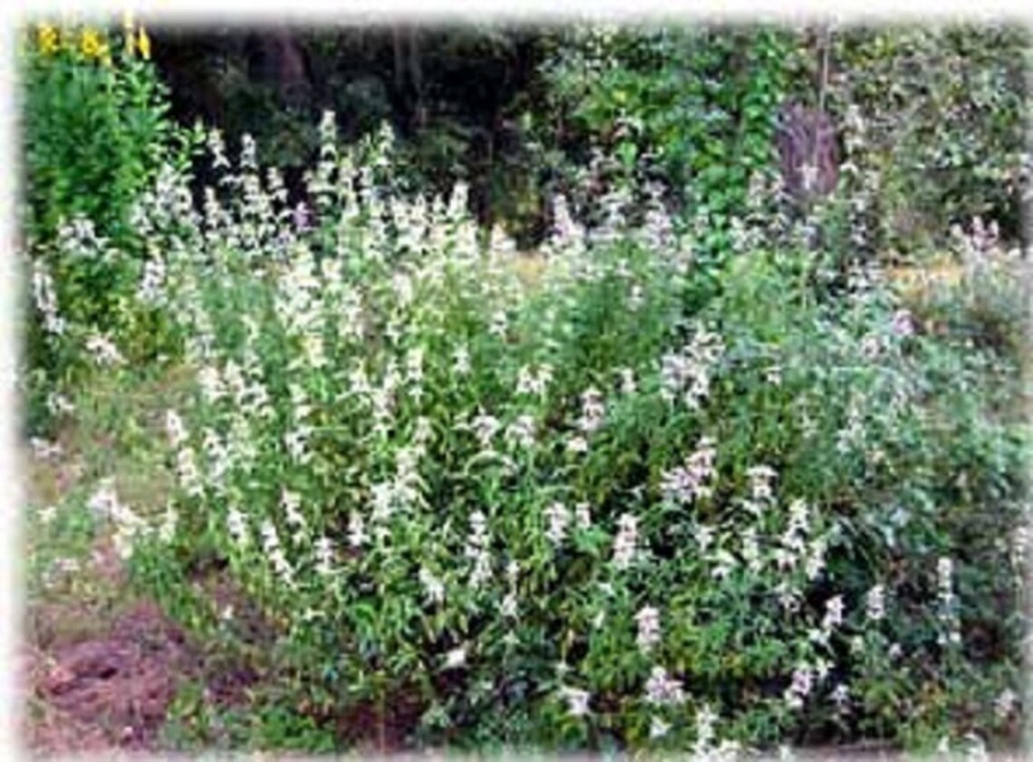 50 Spotted Beebalm Dotted Horsemint Flower Seeds - Etsy