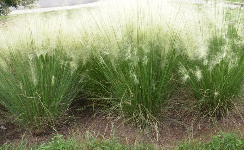 100 Ornamental Cloud Grass Seeds - Etsy