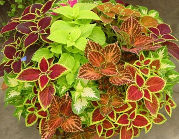 100 HEIRLOOM Coleus Wizard Mix Flower Seeds - Etsy