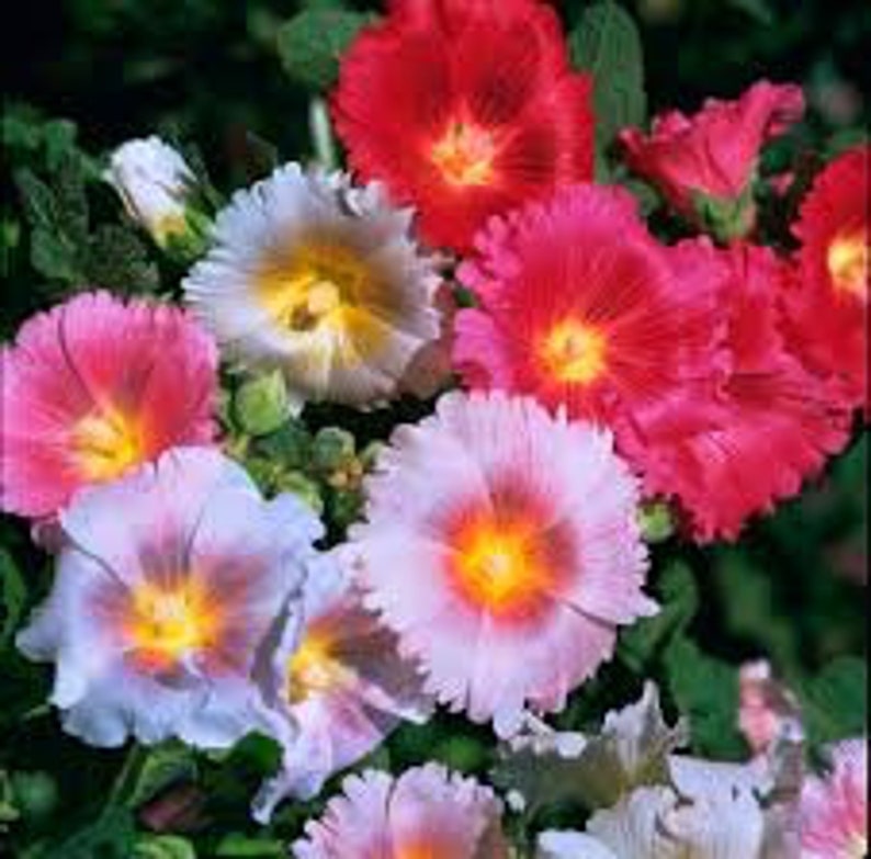 50 Heirloom Hollyhock Indian Spring Mix Flower Seeds - Etsy