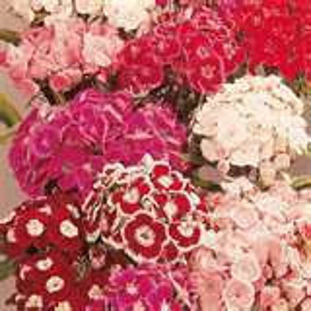 100 Heirloom Sweet William Mix Flower Seeds - Etsy