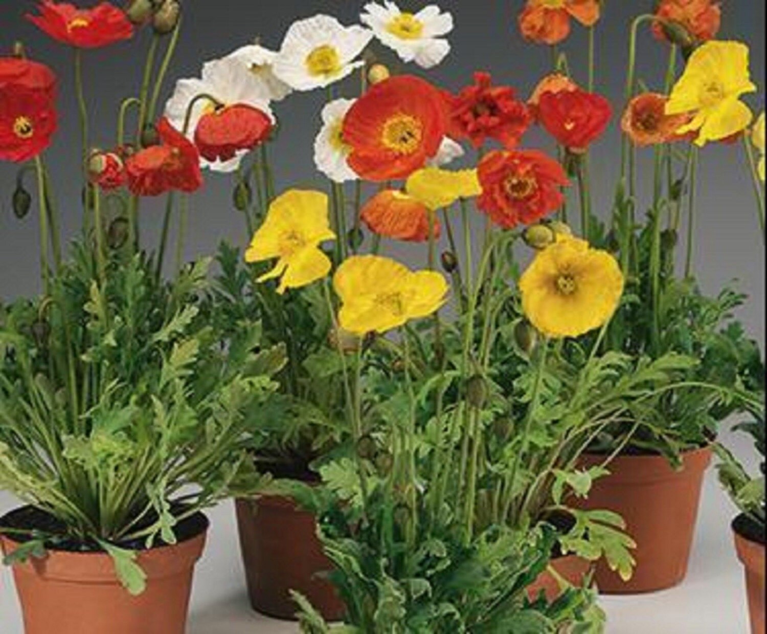 100 Iceland Poppy Mix Colors Flower Seeds - Etsy