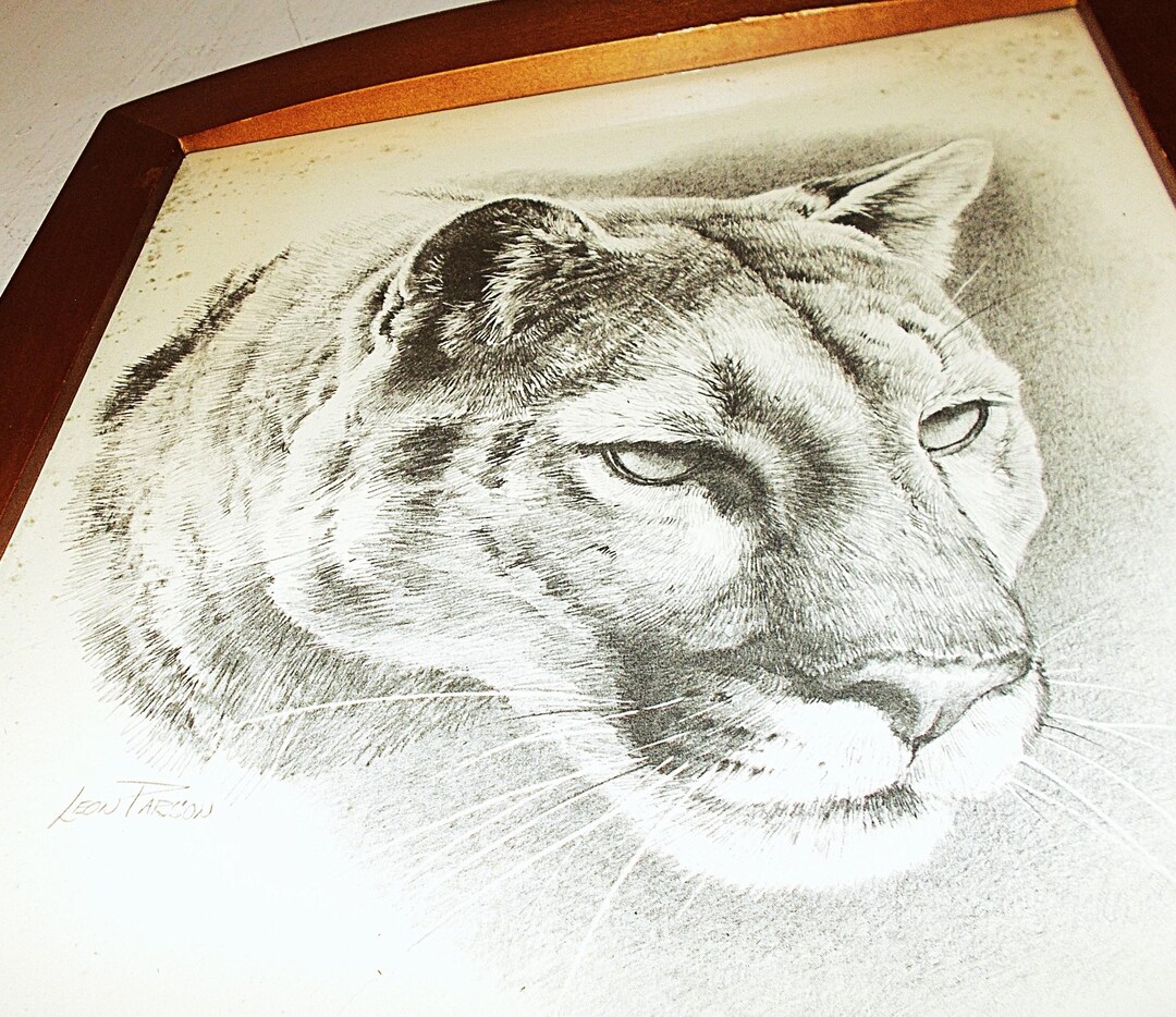 Leon Parsons Mountain Lion Pencil Sketch From the North American ...