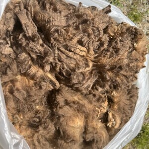 Merino Fleece, Raw Wool, 4 Lbs, 15 Oz Merino Sheep Fleece, Hand ...