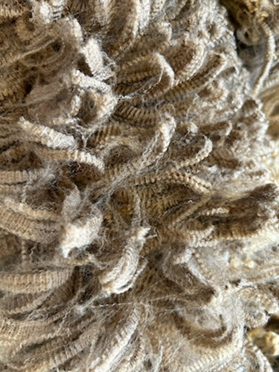 Merino Fleece, Raw Wool, 4 Lbs, 15 Oz Merino Sheep Fleece, Hand ...