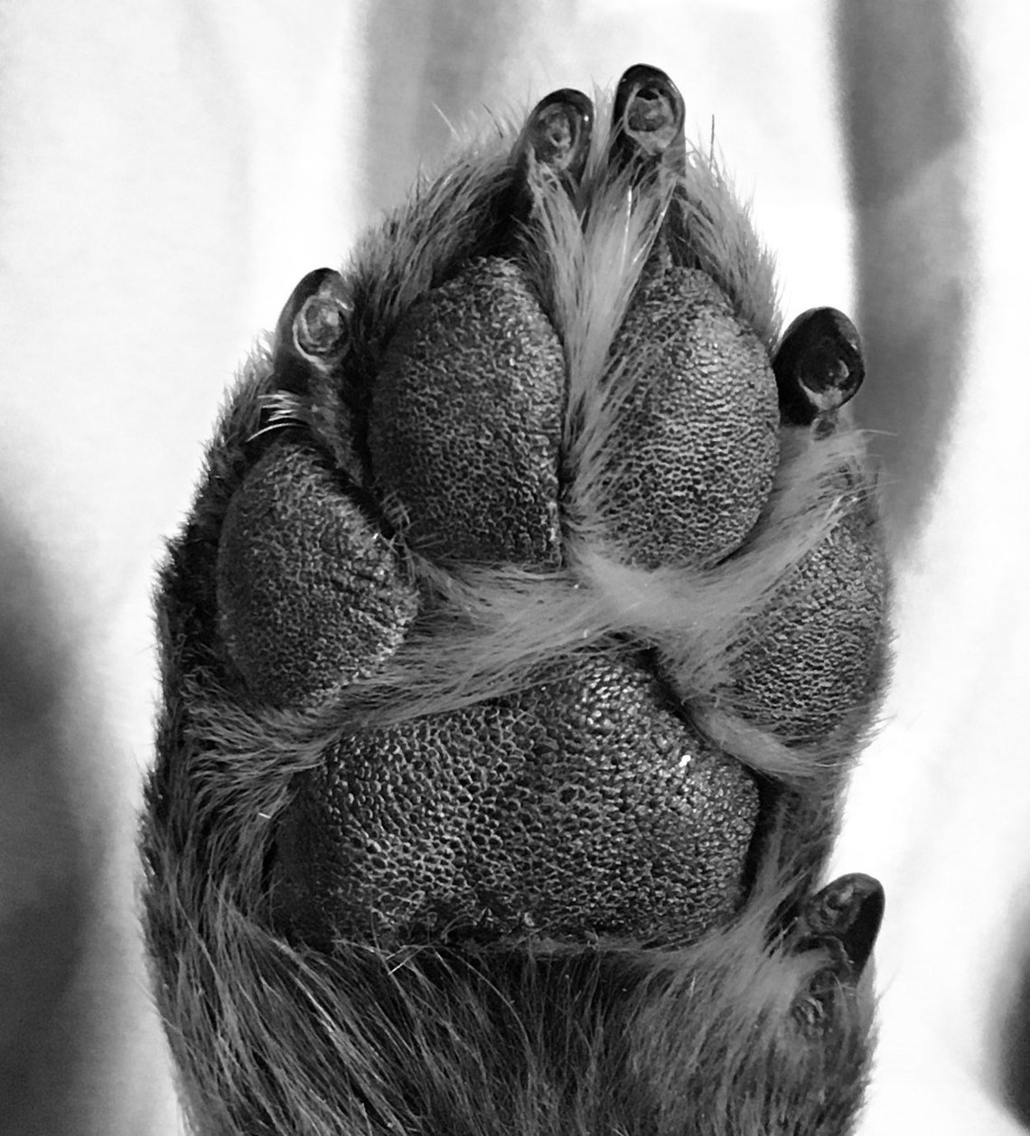 Your Pet's Actual Paw Print and Quote Custom Engraved - Etsy