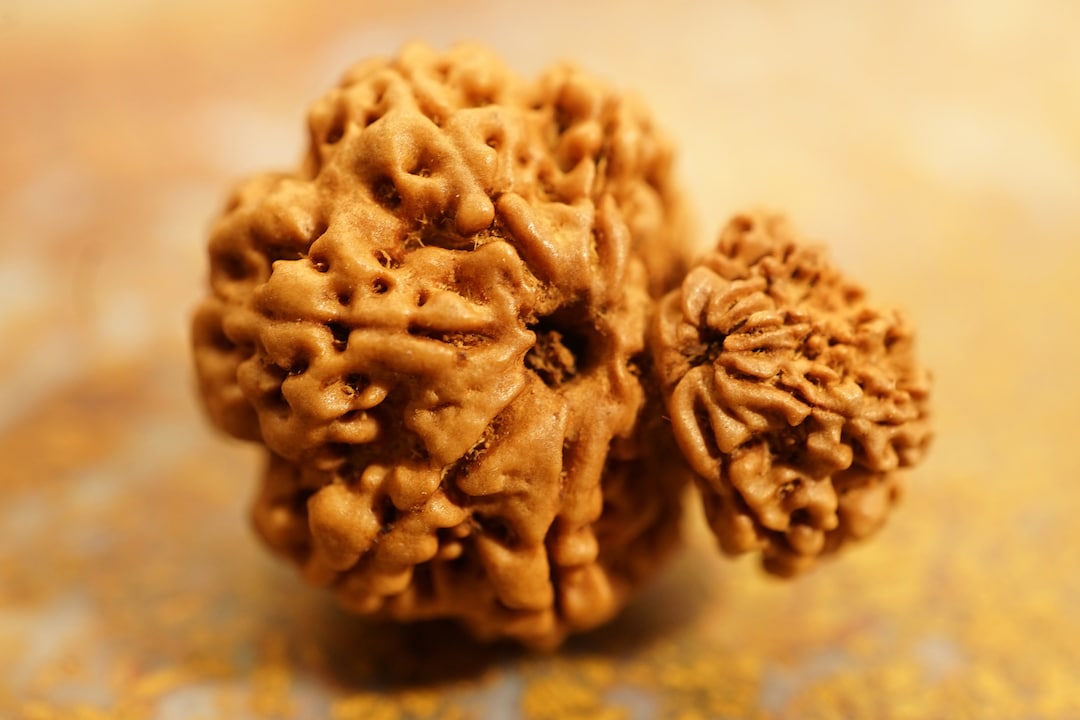 Garbh Gauri Rudraksha • Gauri Ganesh Rudraksha • Nepalese Rudraksha ...