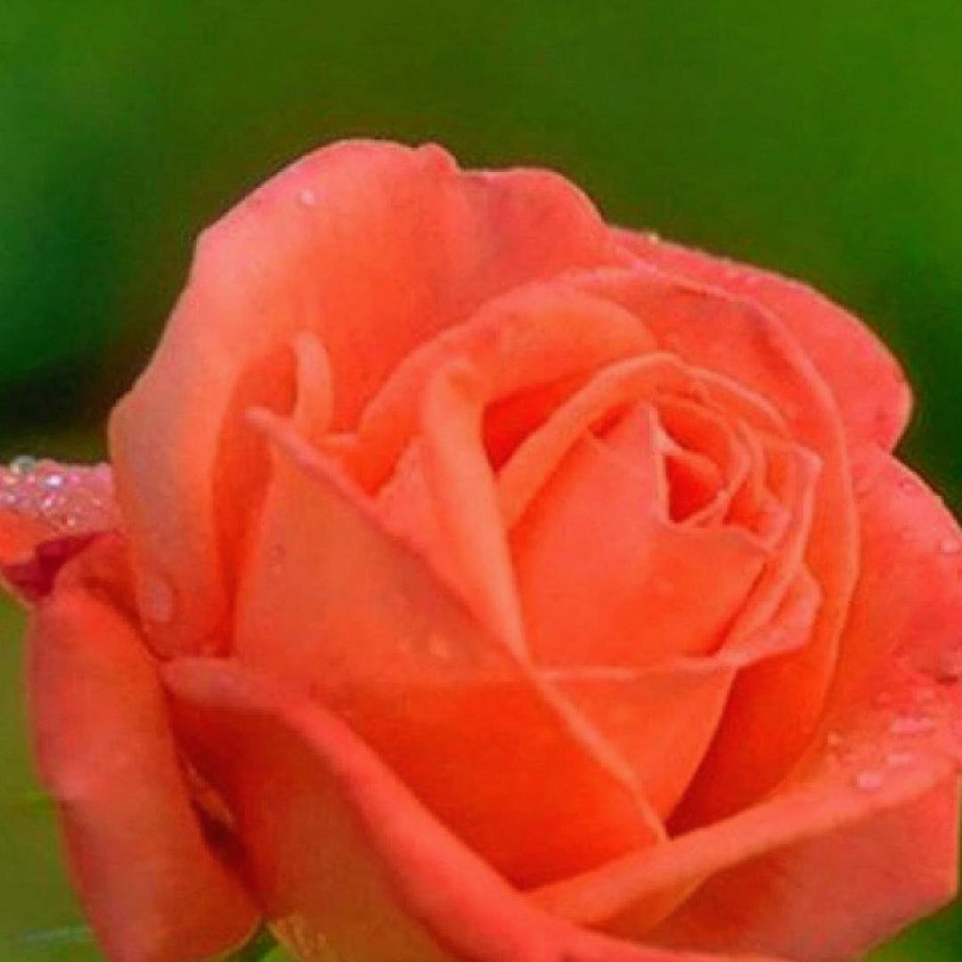 Coral Orange Red Rose – Flowering Garden Bush Plant 20 Seeds - Etsy