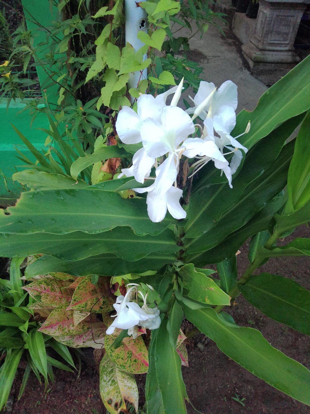 100 Seeds Perfume Lily Pure White Lily Plant Potted - Etsy