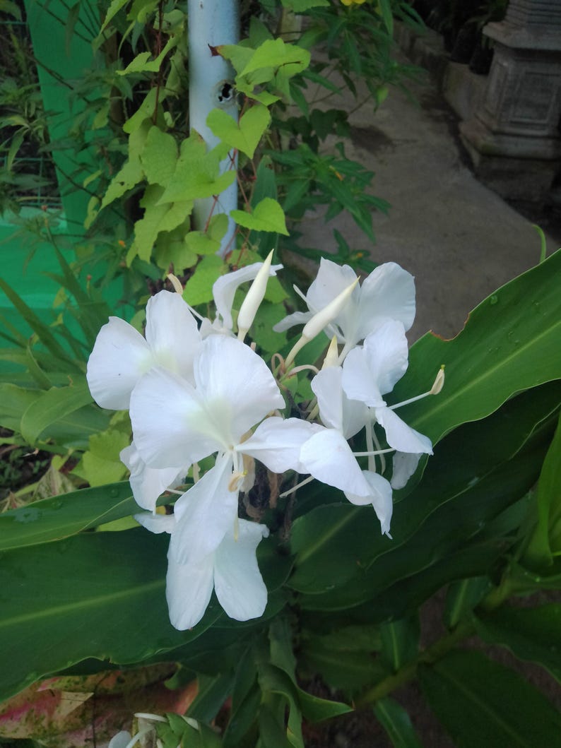 100 Seeds Perfume Lily Pure White Lily Plant Potted - Etsy
