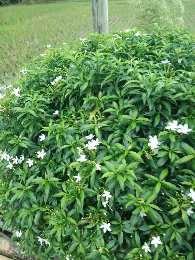 100 Seeds Perfume Lily Pure White Lily Plant Potted - Etsy