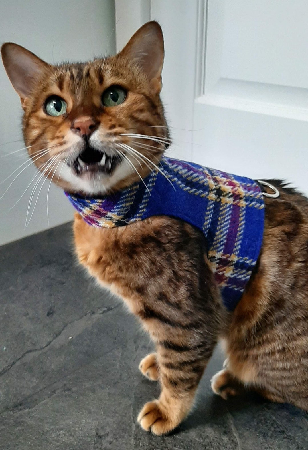HARRIS TWEED Limited Edition- Ready Made - Cat Harness / Walking Jacket ...
