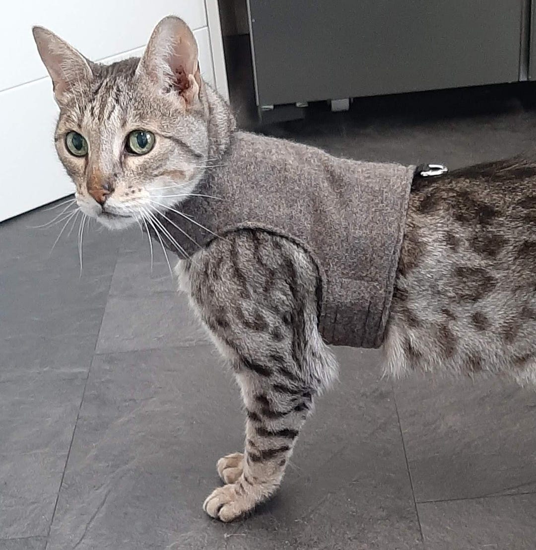 HARRIS TWEED Cat Harness /walking Jacket by Land O' Burns Bengals Brown ...