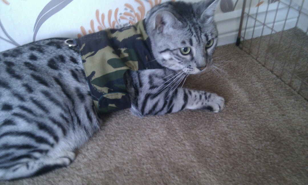 Custom Made to Order Cat Harness / Walking Jacket by Land O' Burns ...