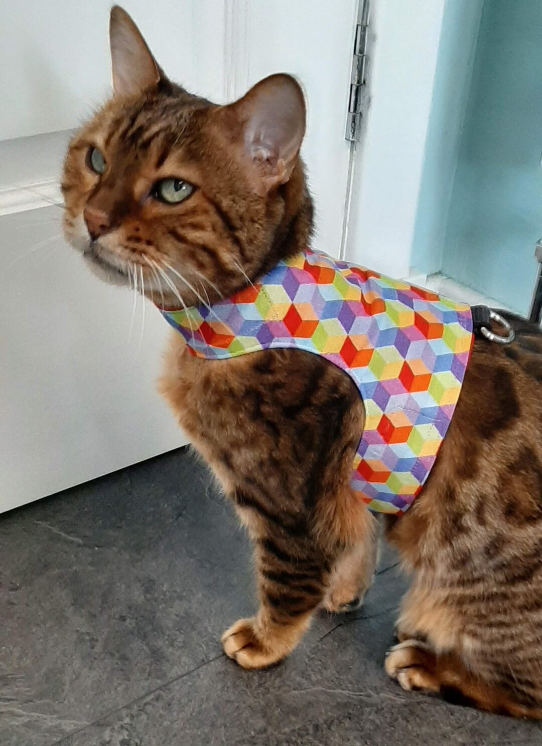 Custom Made to Order Cat Harness / Walking Jacket by Land O' Burns ...