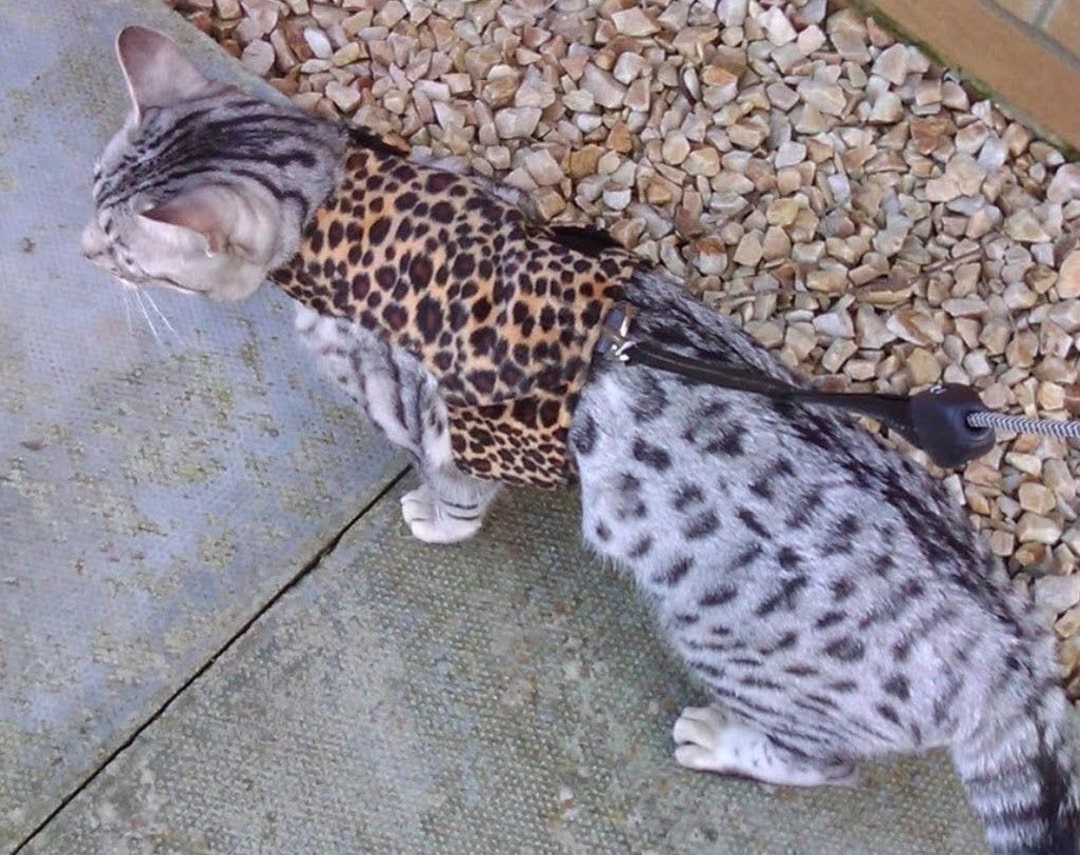 Cat Harness /walking Jacket by Land O' Burns Bengals Baby LEOPARD FAUX ...
