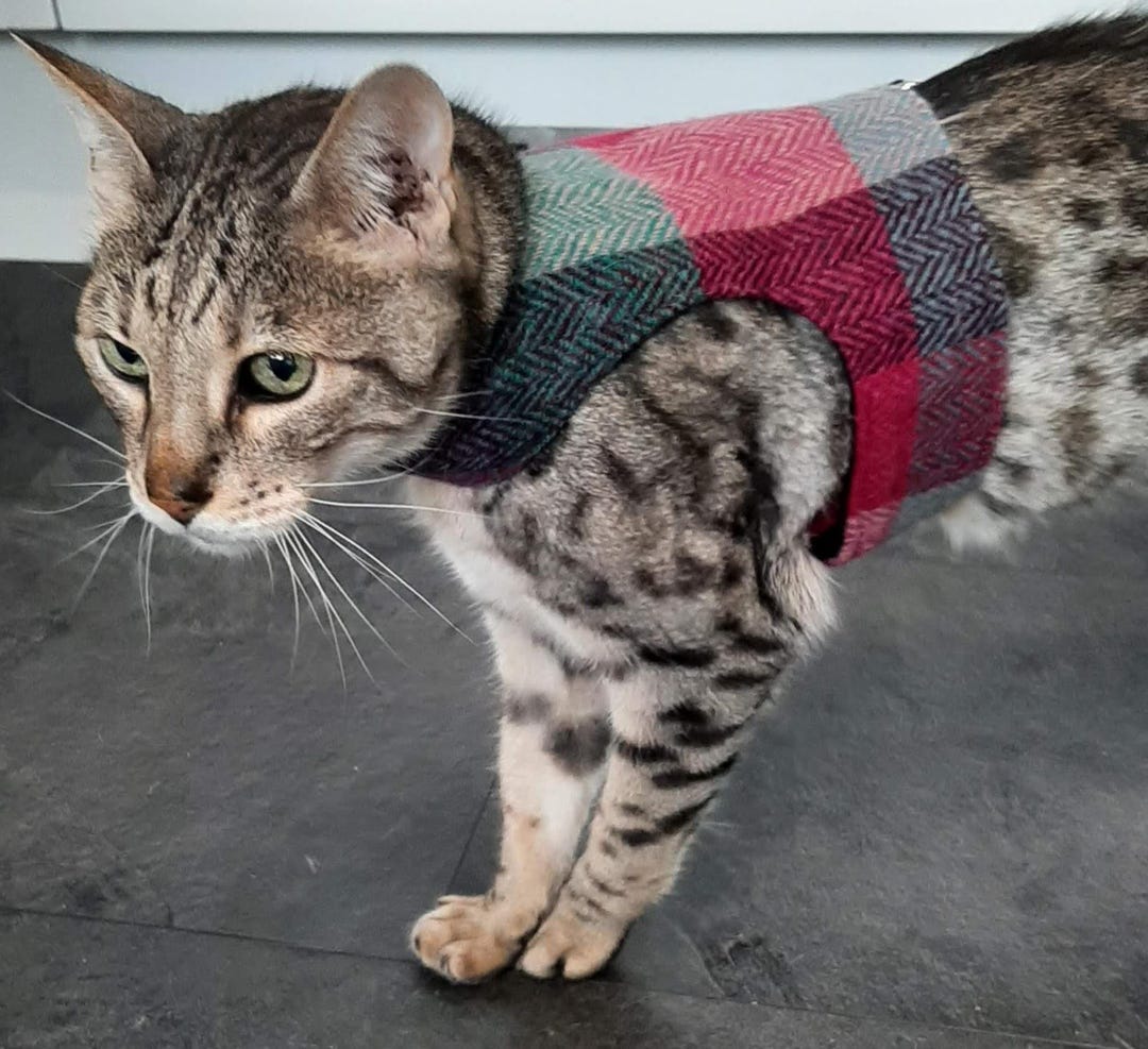 HARRIS TWEED Limited Edition- Ready Made - Cat Harness / Walking Jacket ...