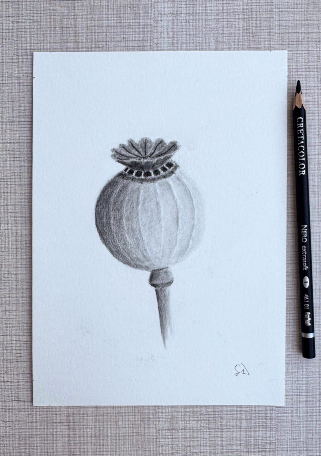 Poppy Pod Original Drawing | Botanical Charcoal| Dried Flower Sketch ...