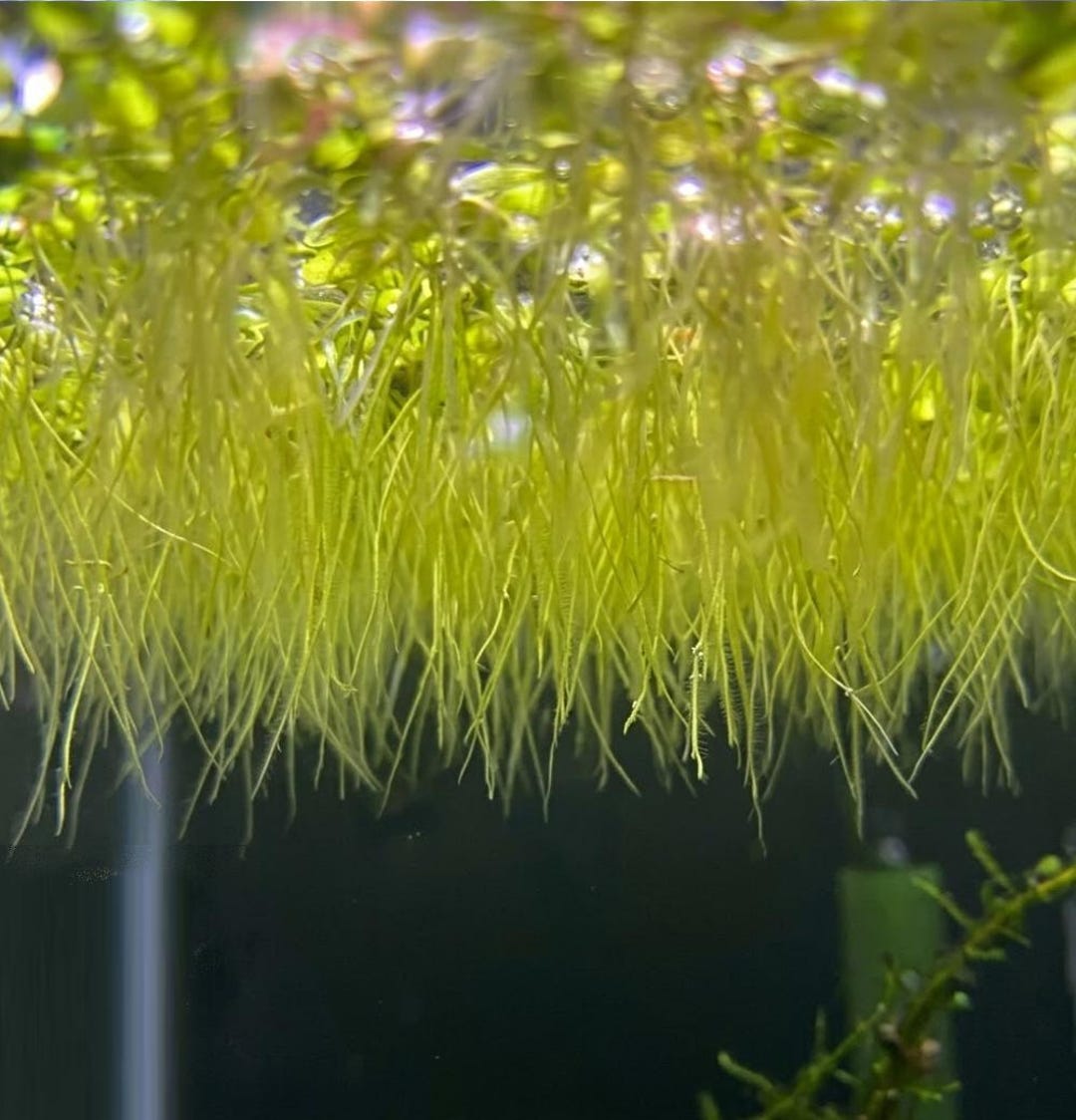 Salvinia Minima (water Spangles) 4oz Cup, Order 2 and Get a Free Plant ...