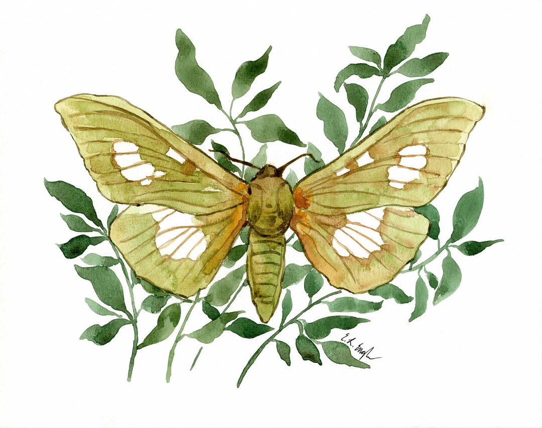 Green Pyralid Moth, Original Watercolor Moth Painting, Colorful Bug Art ...