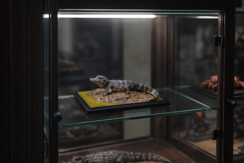Mini Crocodile Display Sculpture, Realistic Alligator Figurine With ...