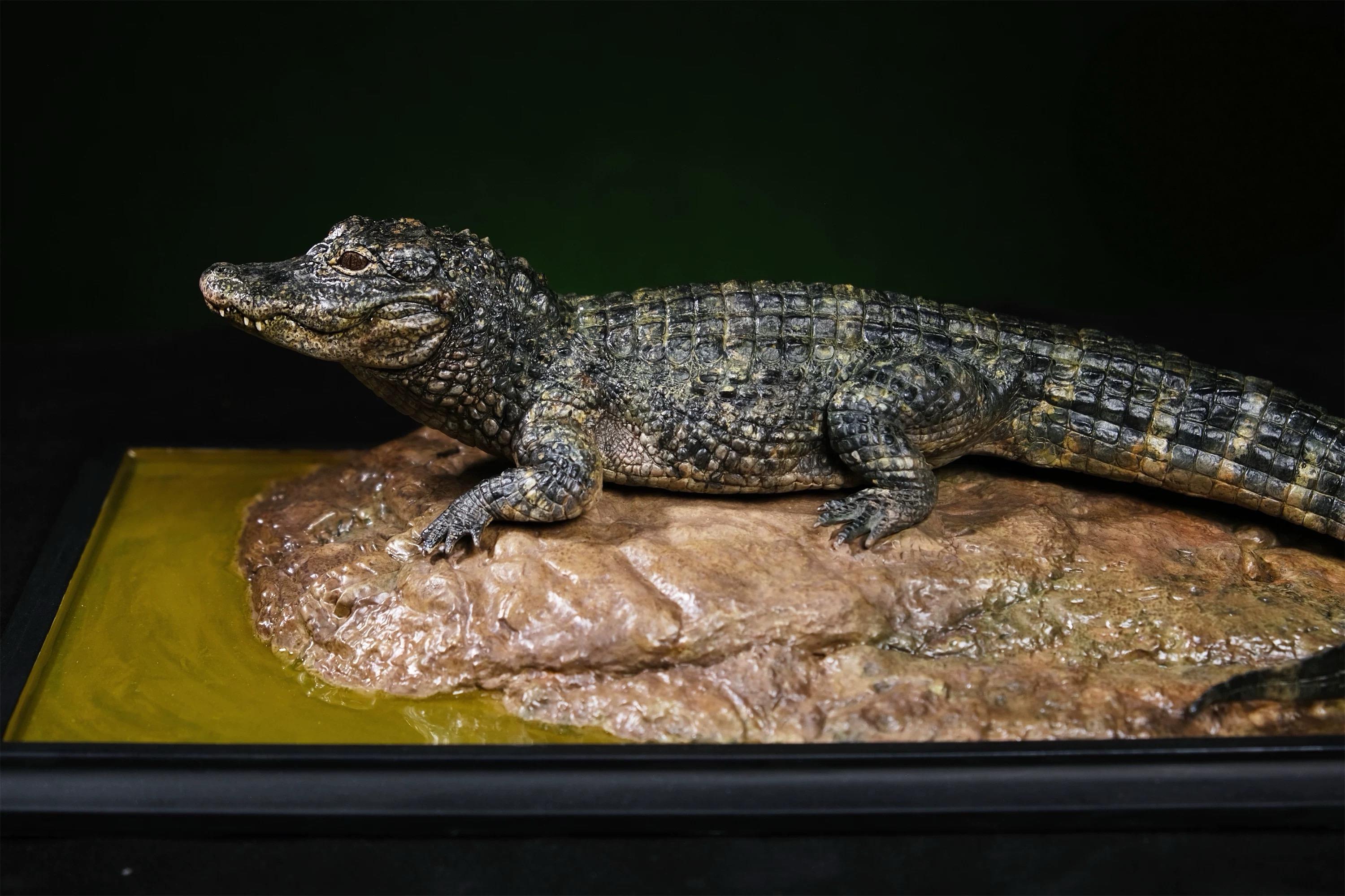 Mini Crocodile Display Sculpture, Realistic Alligator Figurine With ...