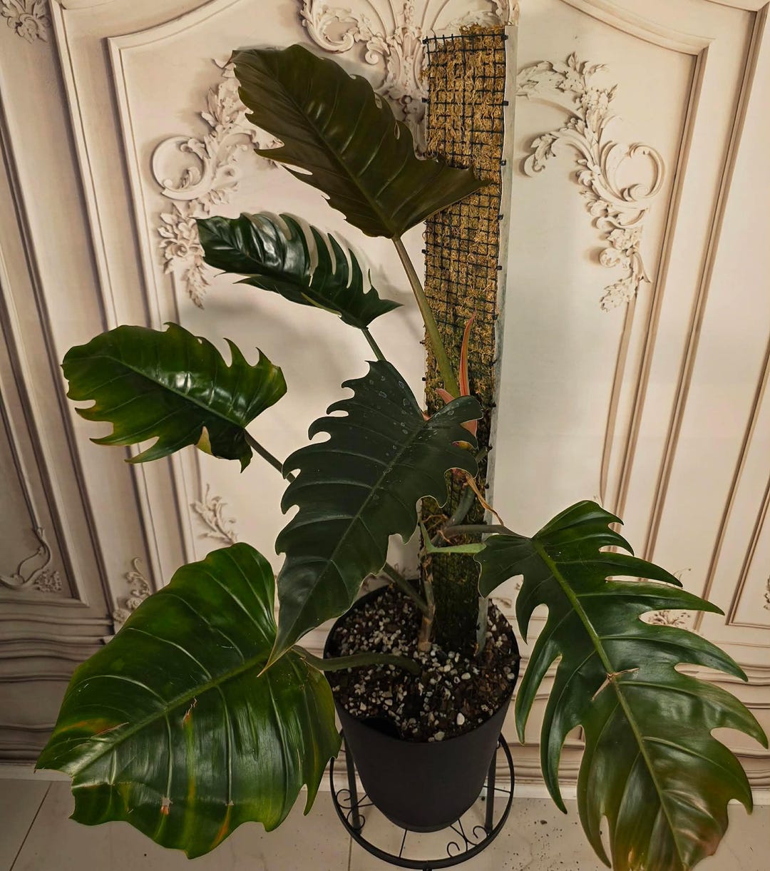Philodendron El Choco Princess - Etsy