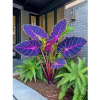 1 Jumbo Elephant Ear Bulbs (malanga Blanca) Tropical Plant 11-13 - Etsy