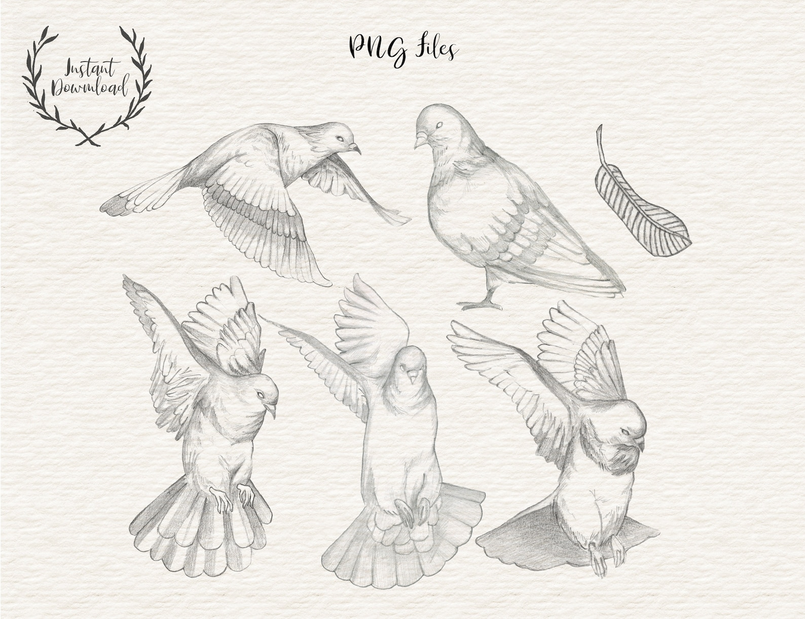 Hand Drawn Dove Clipart, Graphite Pencil Drawing (digital Download) - Etsy