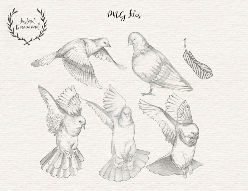 Hand Drawn Dove Clipart, Graphite Pencil Drawing (digital Download) - Etsy