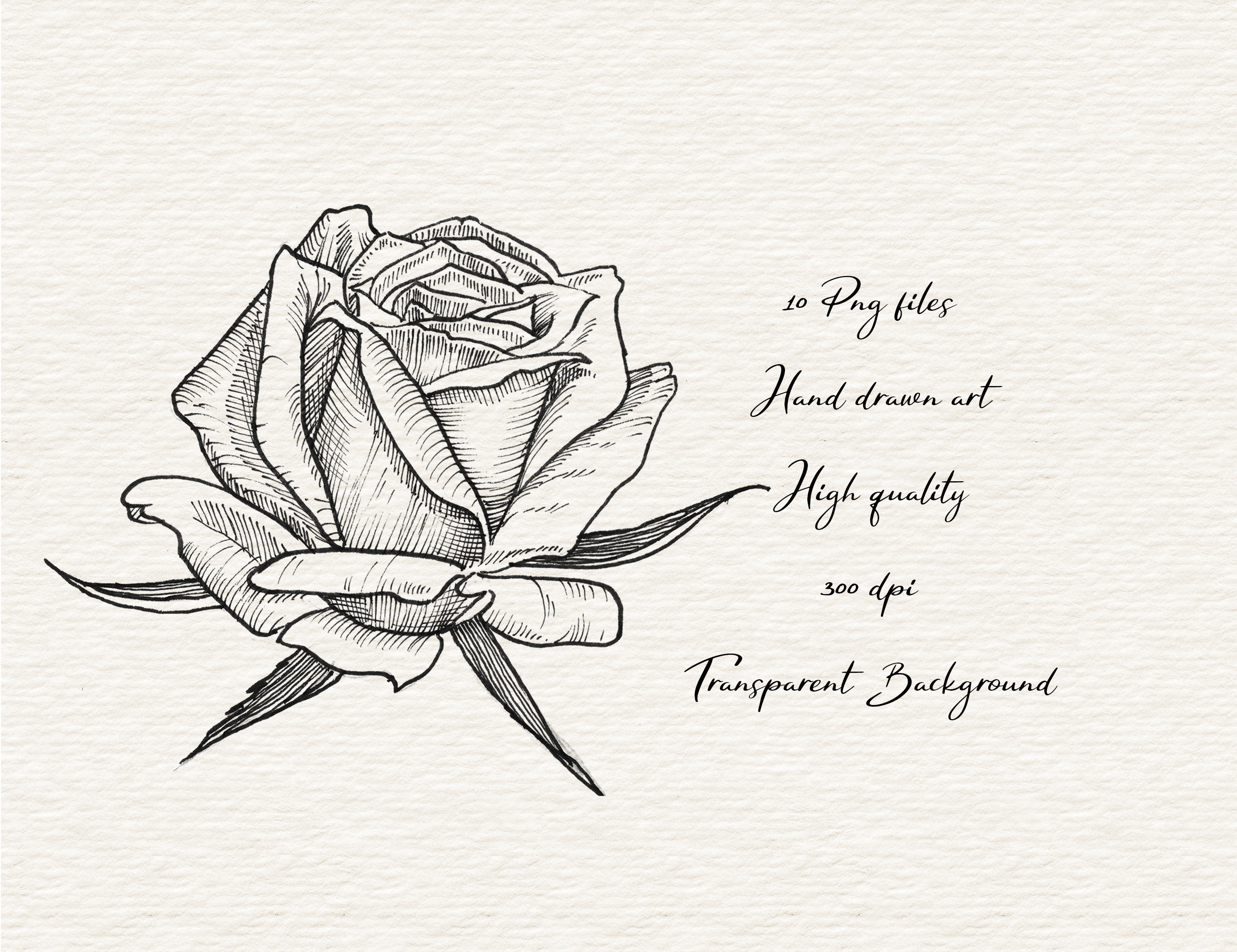 Hand Drawn Roses Clipart, Flowers Doodle Clipart, 10 Png Files, INSTANT ...
