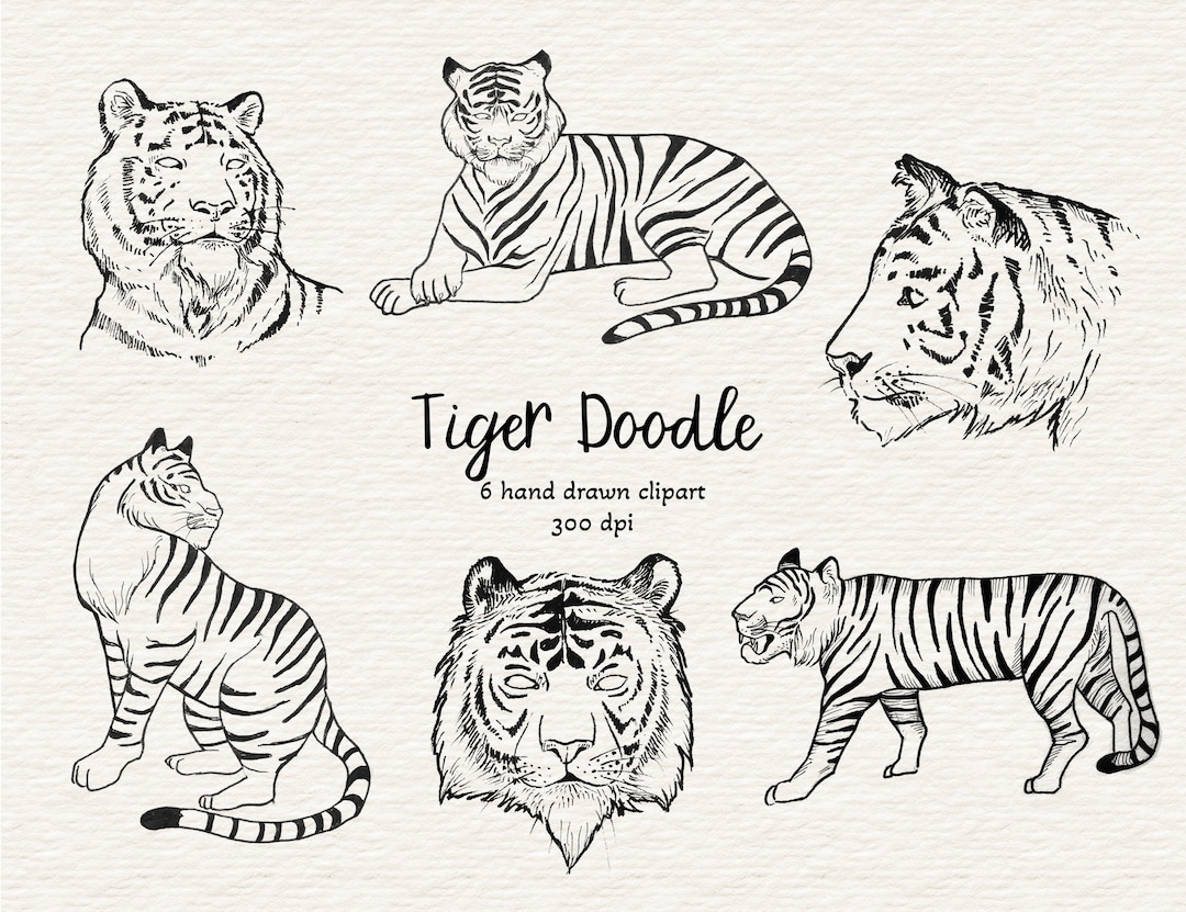 Hand Drawn Tiger Doodle Clipart, 6 Png Files, INSTANT DOWNLOAD - Etsy