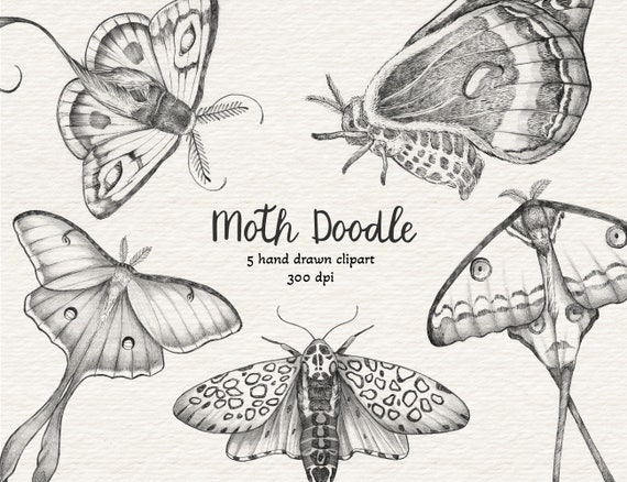 Hand Drawn Moth Clipart Moth Line Art Butterfly PNG 5 Png - Etsy Australia