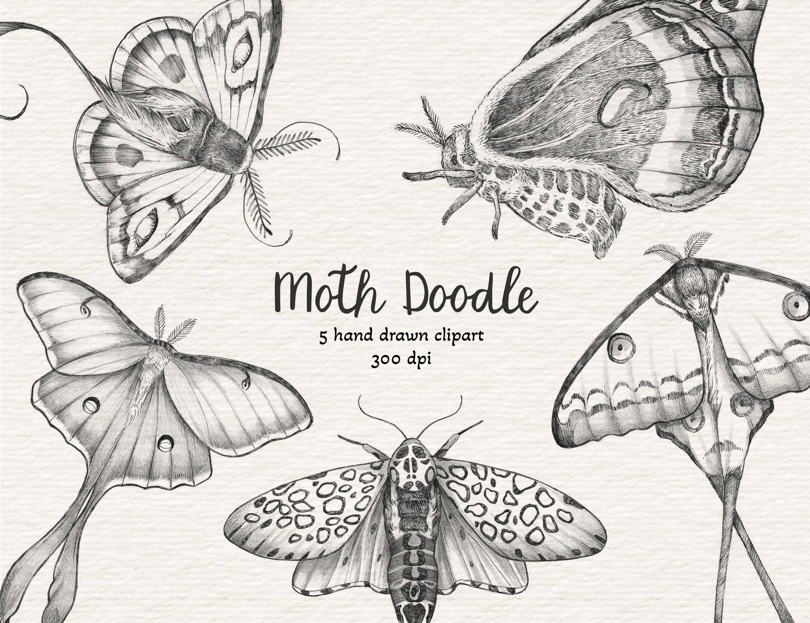 Hand Drawn Moth Clipart, Line Art Butterfly PNG (instant Download ...