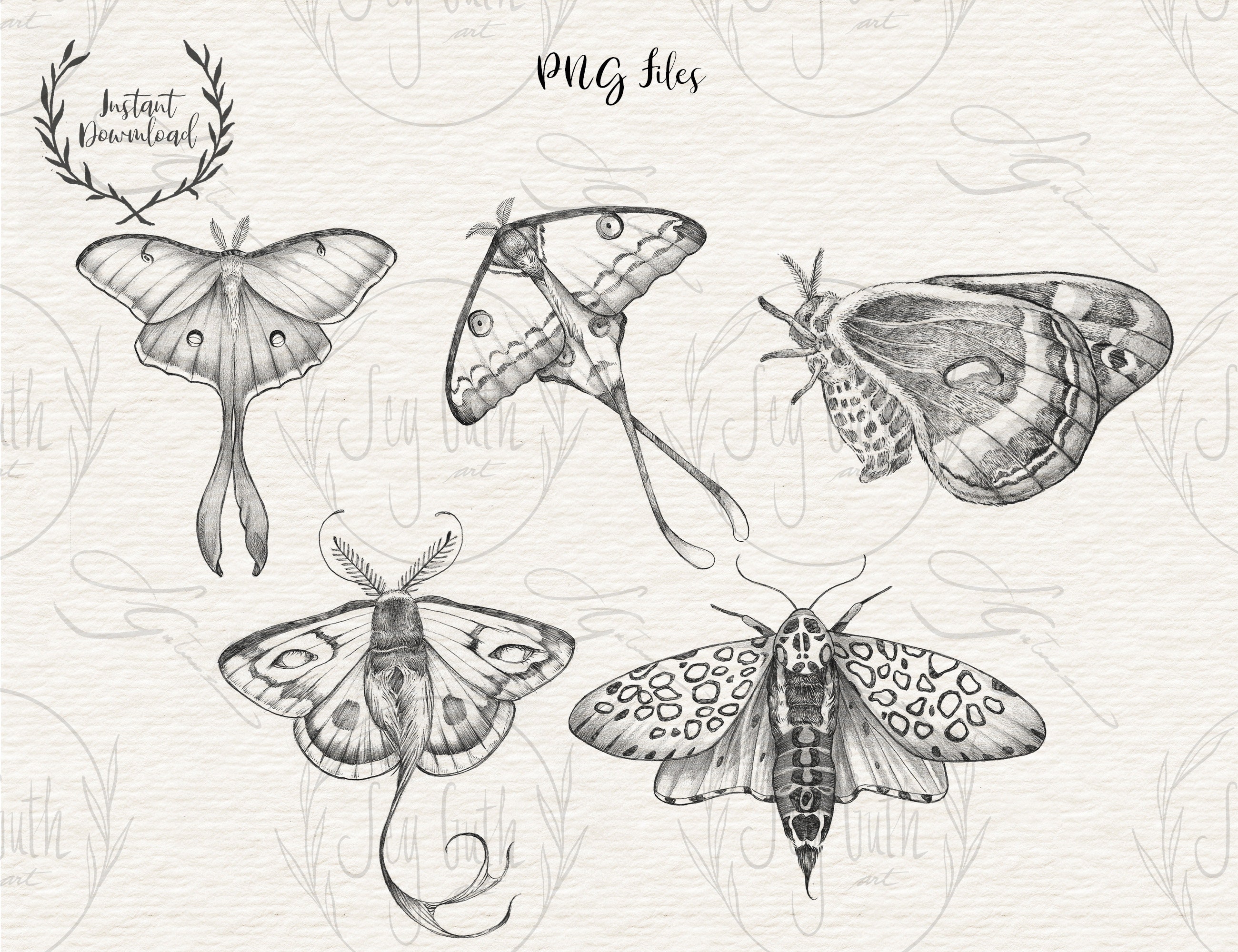 Hand Drawn Moth Clipart, Moth Line Art, Butterfly PNG, 5 Png Files ...