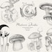 Hand Drawn Mystical Mushroom Clipart, Mushroom Doodle Digital Download ...