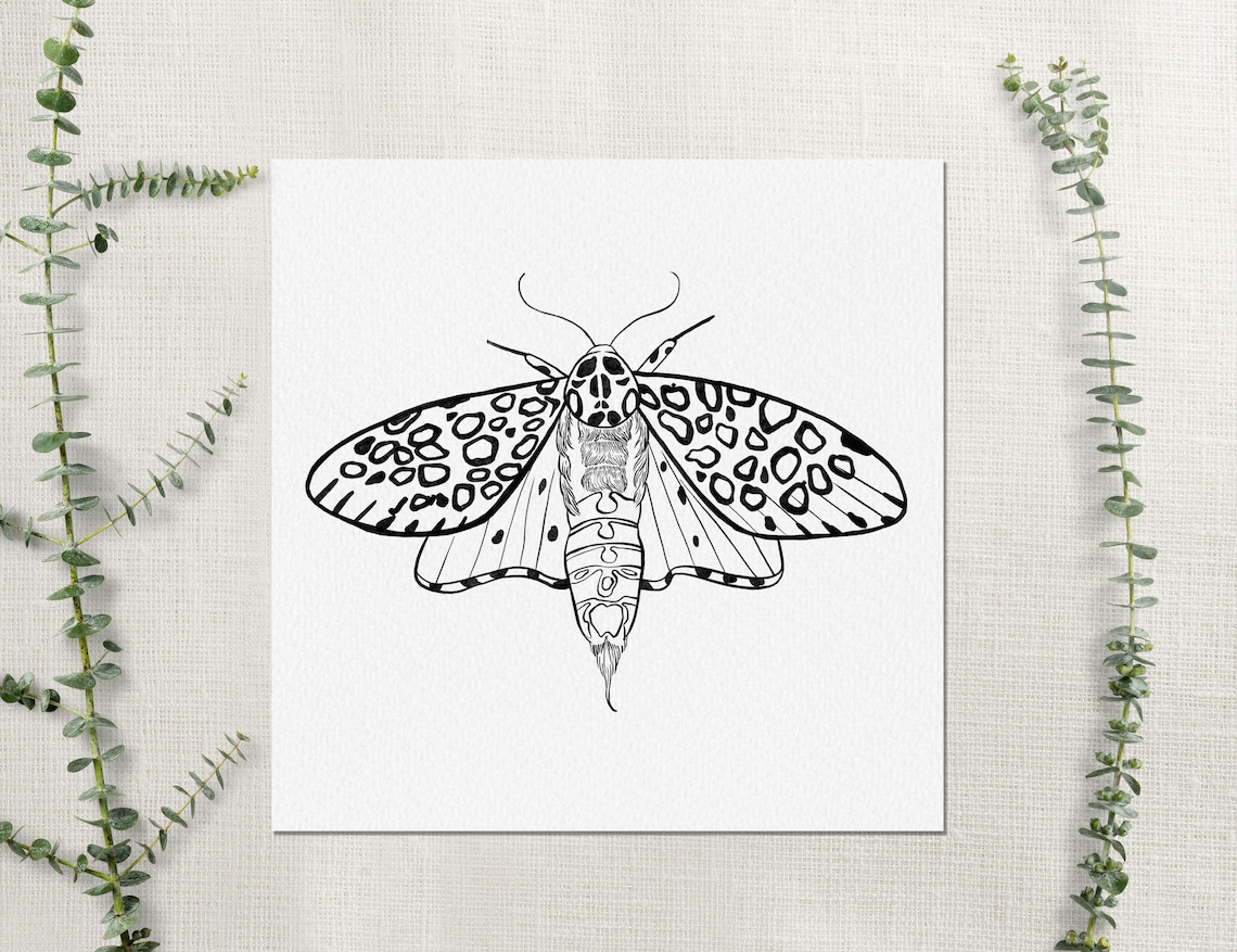 Moth SVG Bundle Moth Line Art Clipart Moth T-shirt Design - Etsy