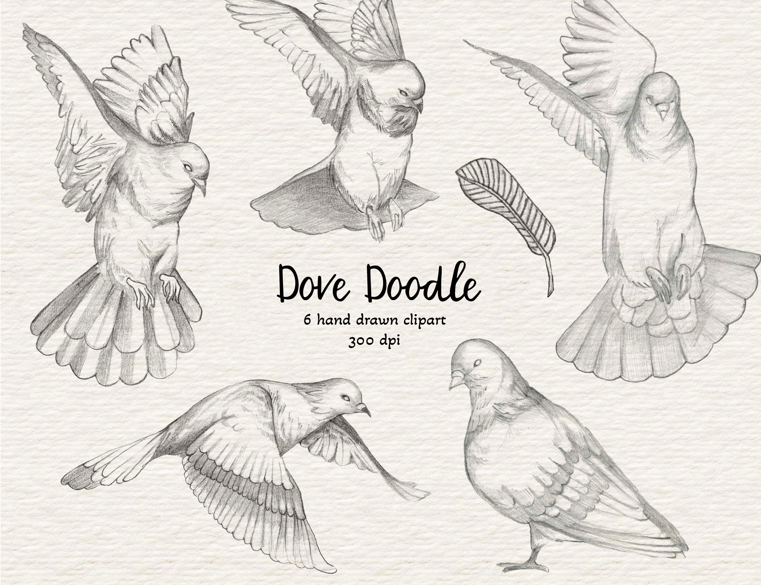 Flying Dove Pencil Drawing