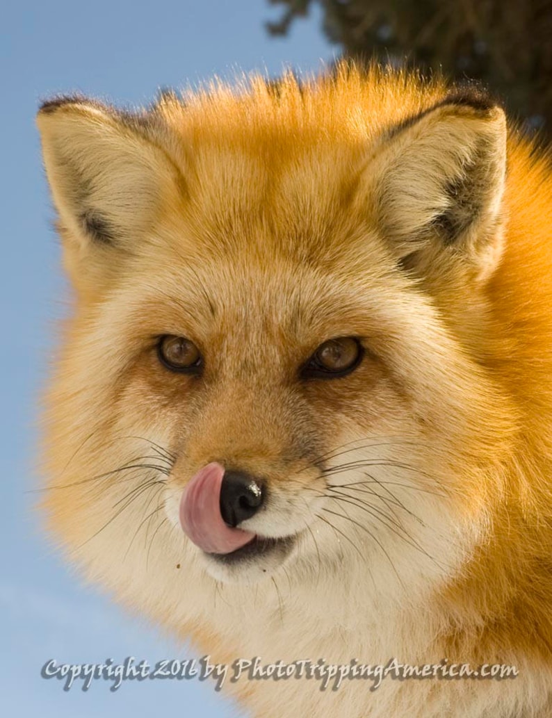 Fox Licking Her Lips, Red Fox, Fox, Fox Close Up, Wildlife Art, Canvas ...