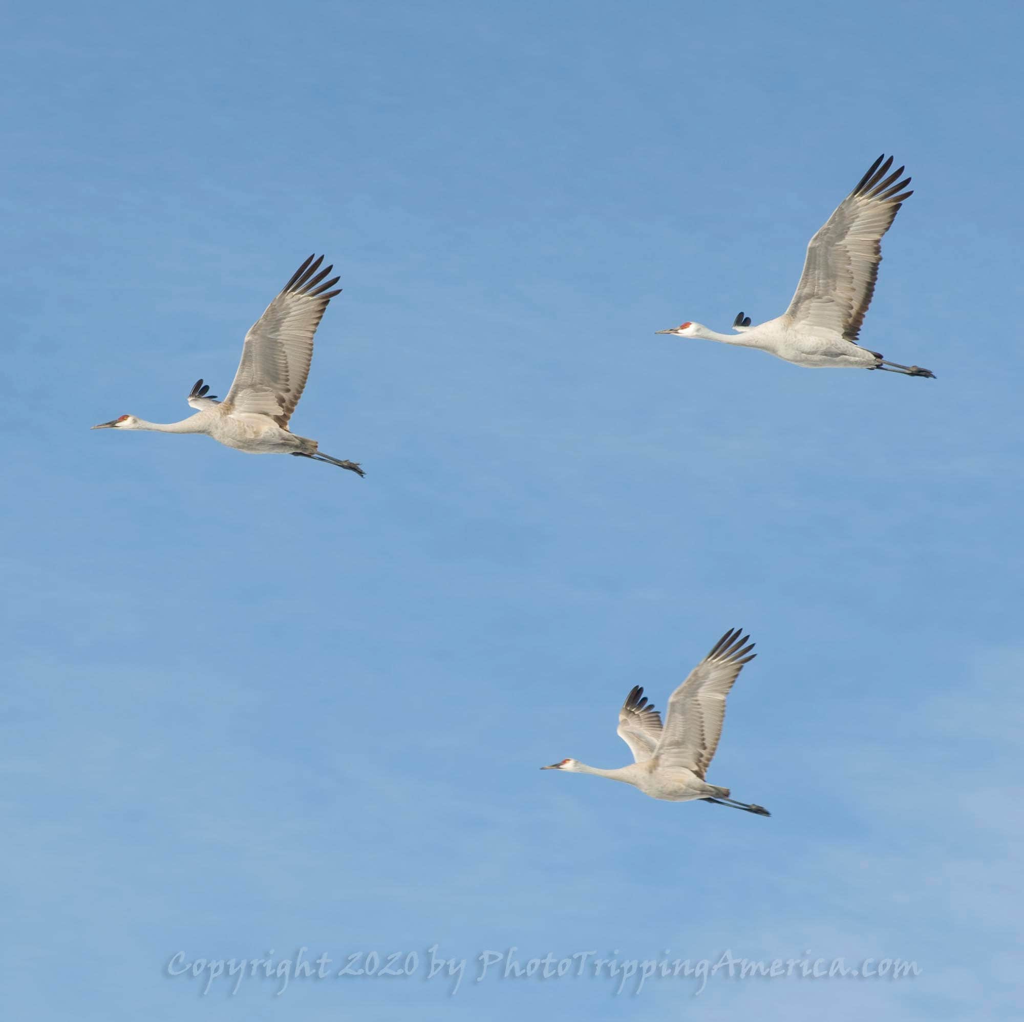 Sandhill Crane, Crane, Bird, Migration, Flying, Flying Cranes, Bosque ...