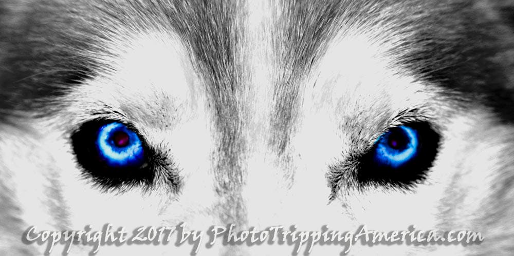 Siberian Husky, Blue Eye Husky, Husky Stare, Siberian Husky Eyes, Blue ...