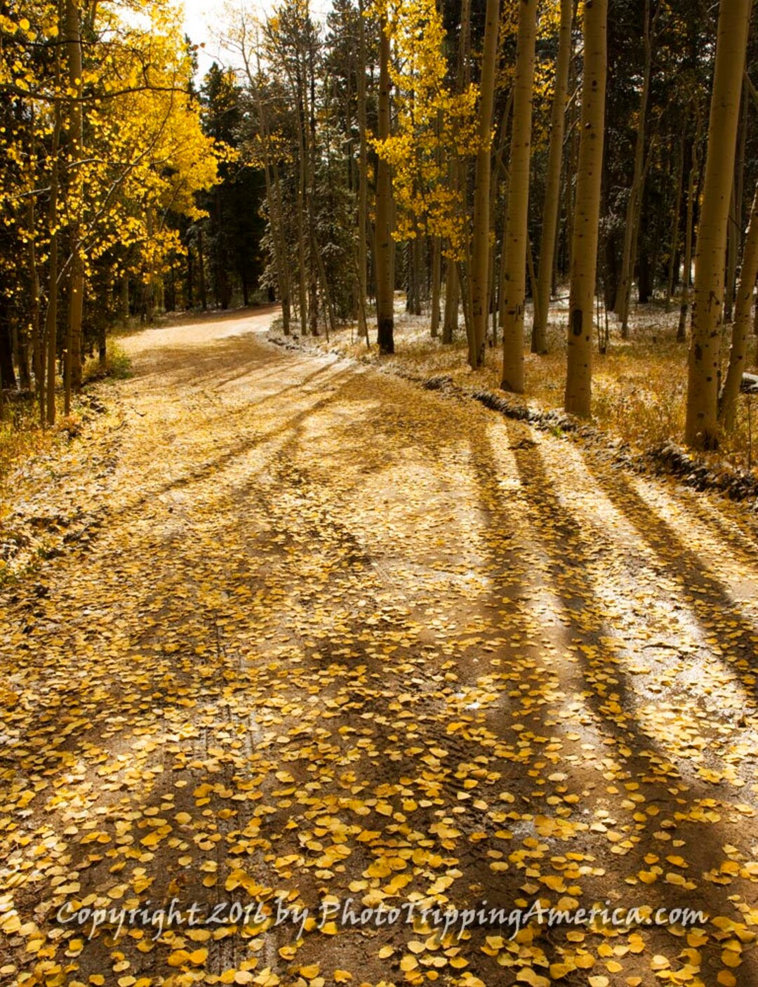 Fallen Leaves, Shadows, Changing Leaves, Autumn, Autumn Lane, Fall ...