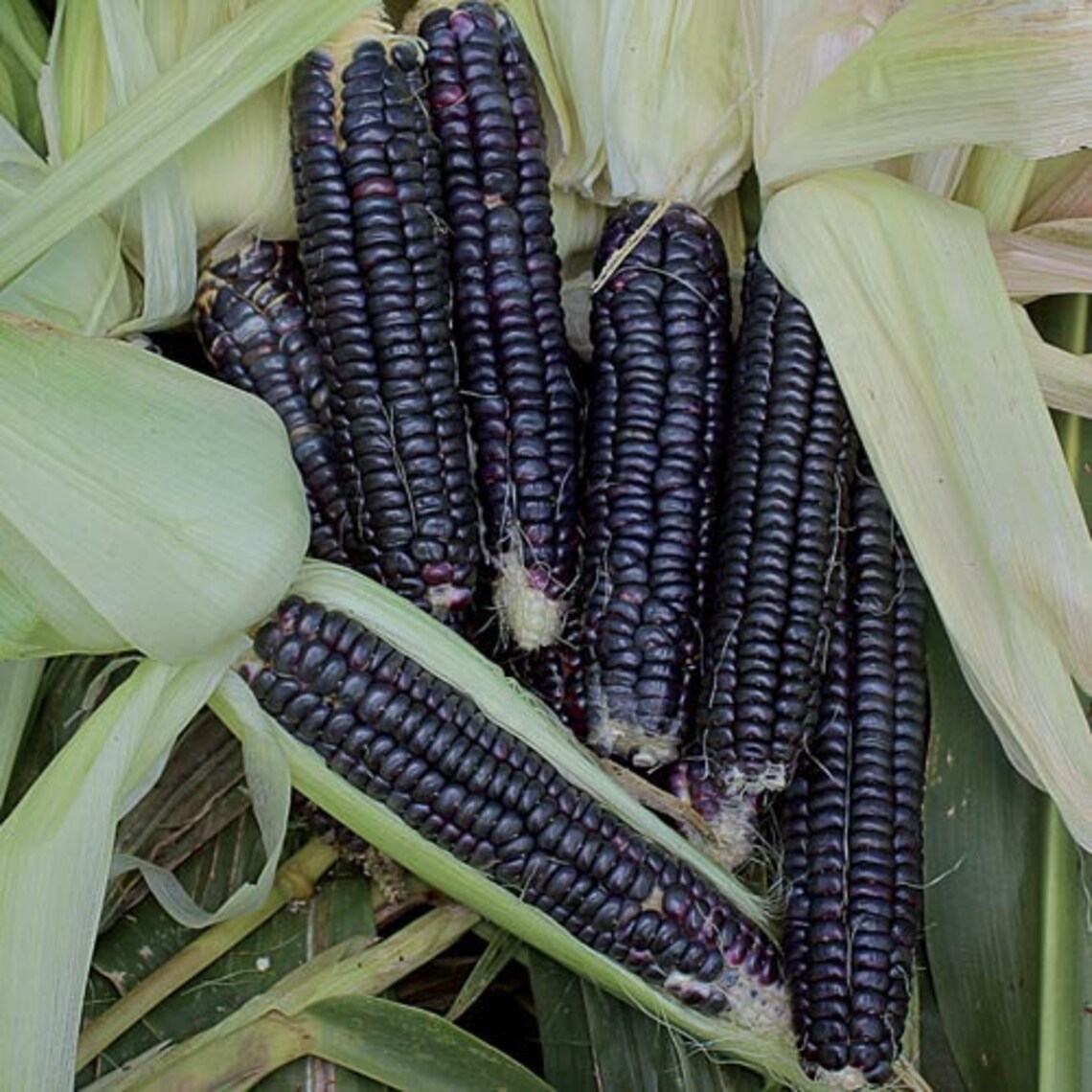Black Aztec Corn Seeds 50 Seeds Heirloom Corn Open | Etsy