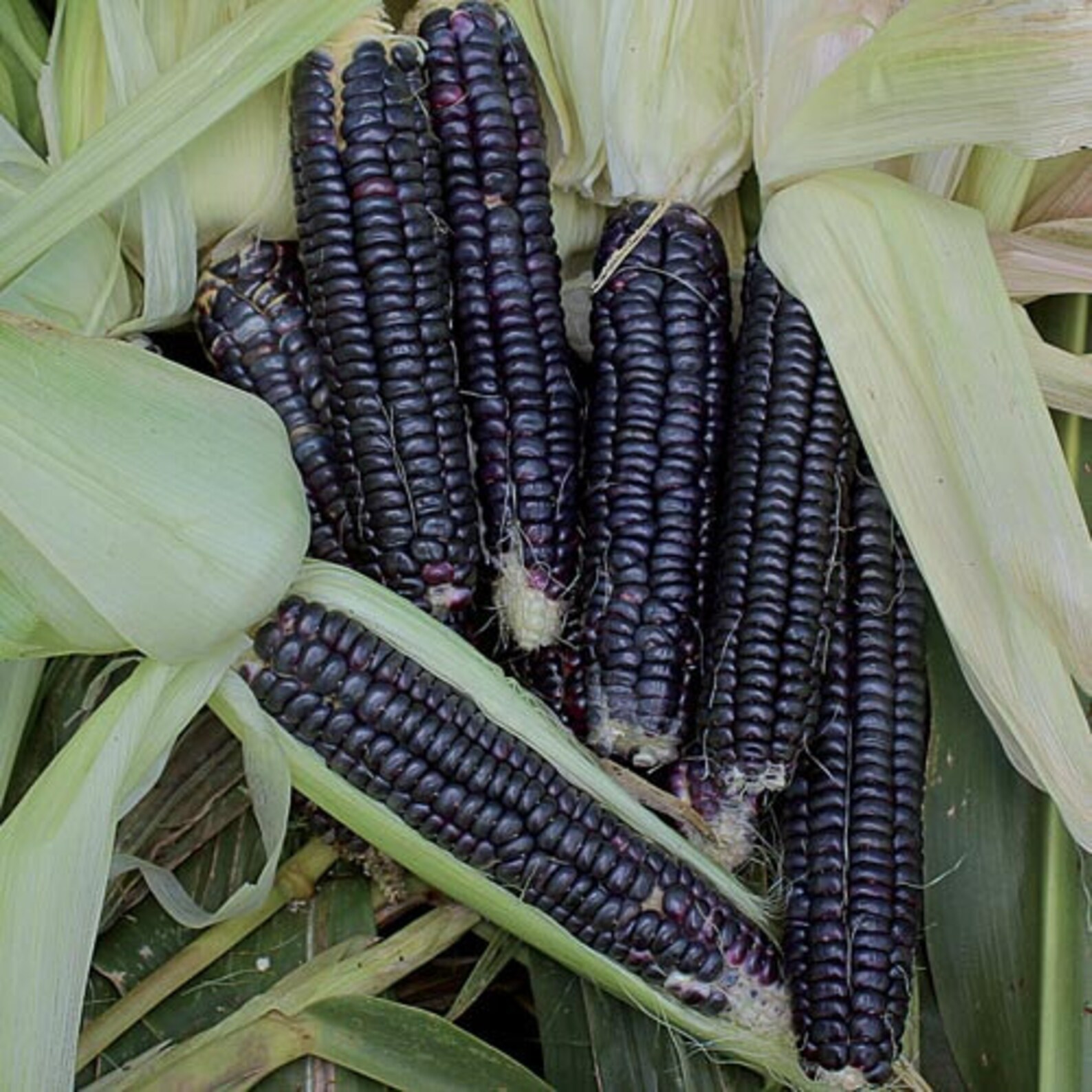 Black Aztec Corn Seeds 50 Seeds Heirloom Corn Open | Etsy