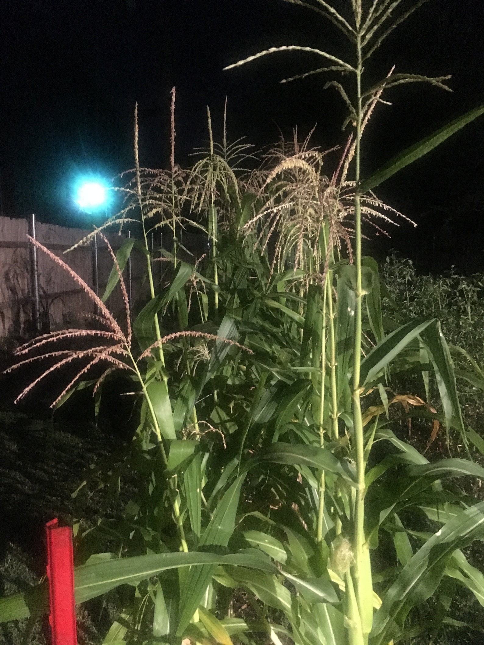 Black Aztec Corn Seeds 50 Seeds Heirloom Corn Open | Etsy