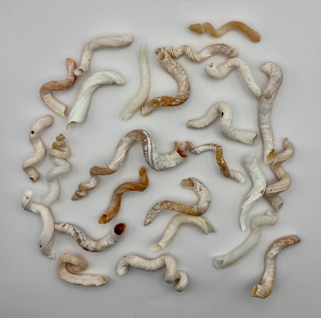 Lot of 25 Spiral Worm Tube Shells From Southwest Florida - Etsy