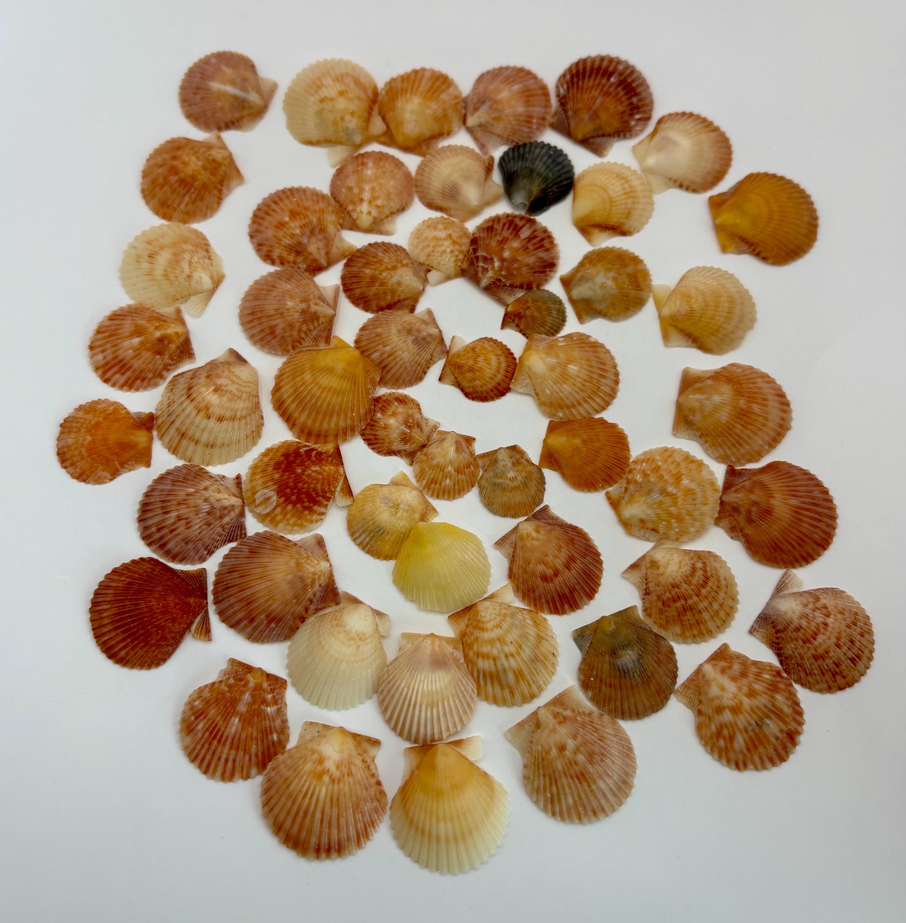 Lot of 50 Micro / Mini Scallop Shells From Southwest Florida - Etsy